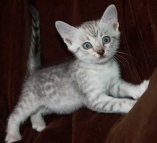 Adorabili gattini di egyptian mau maschio e femmina